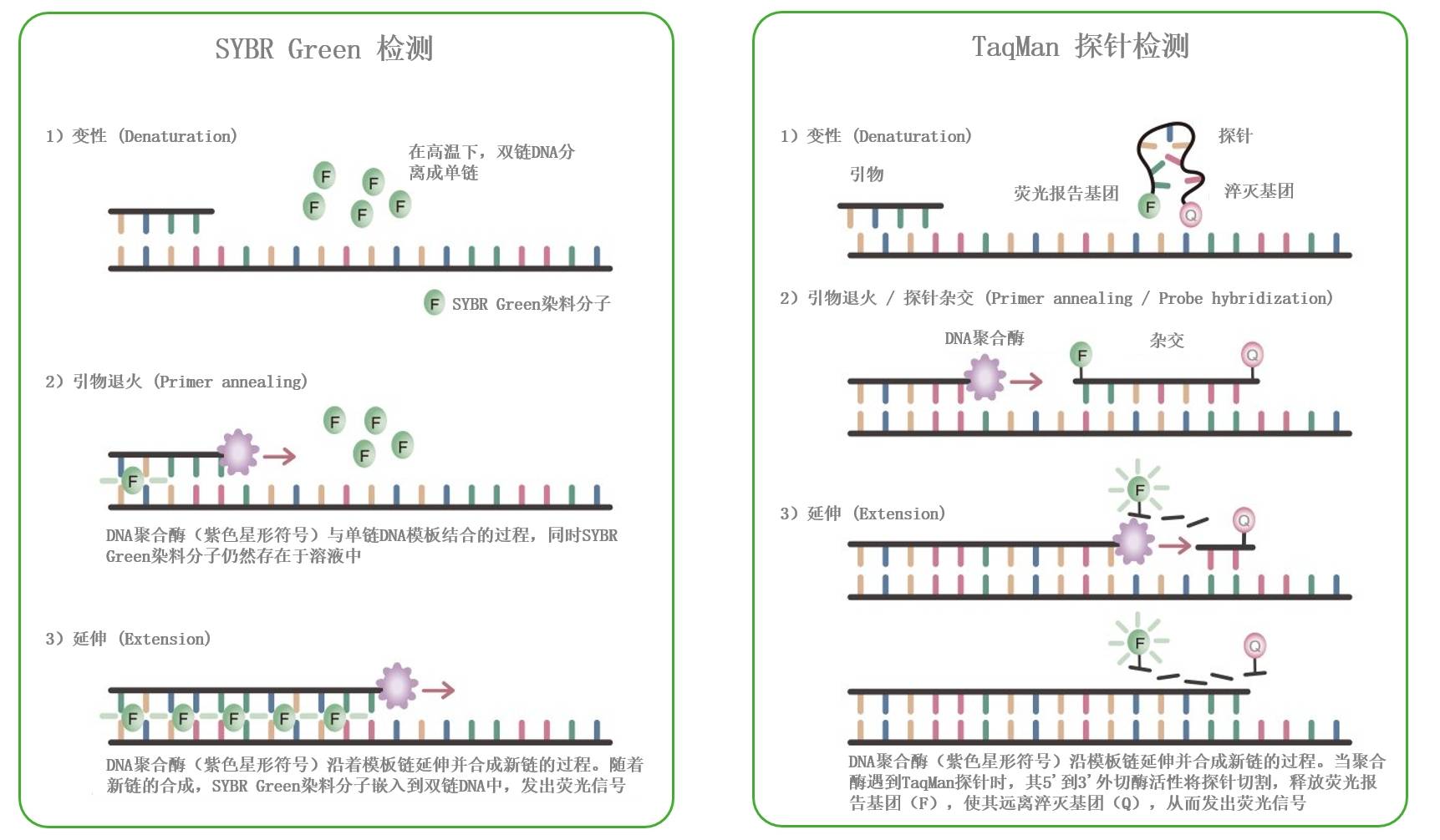 聚合酶链式反应（PCR）与实时荧光定量PCR（qPCR）技术详解及对比